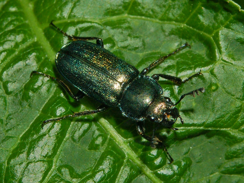 Clive Hambler debates with George Monbiot - Hertford College ...
